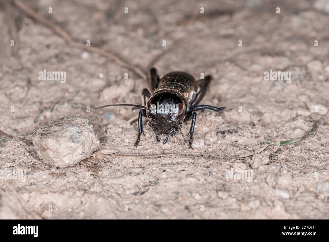 Cricket male insect wings hi-res stock photography and images - Alamy