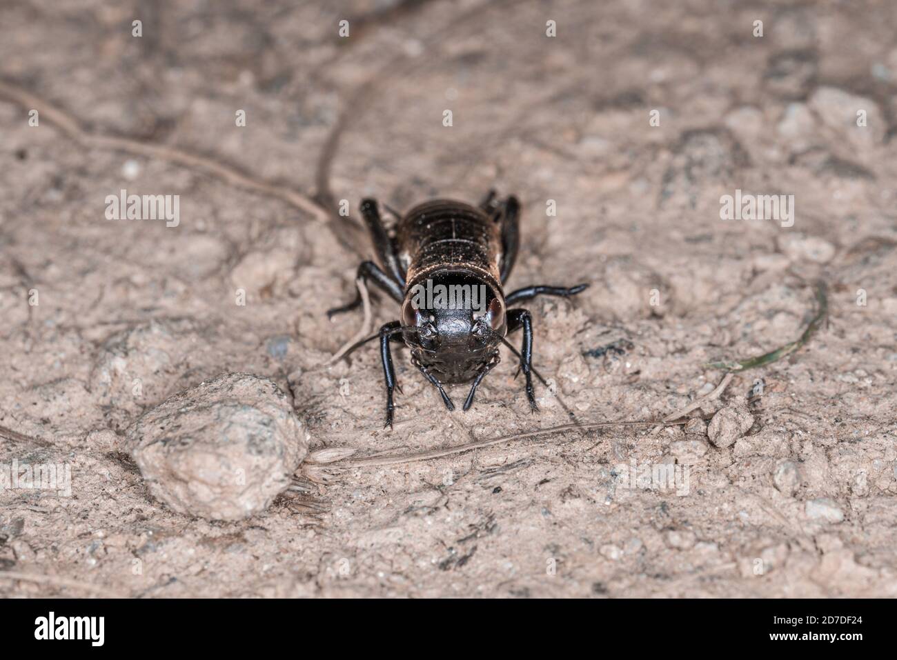 Cricket male insect wings hi-res stock photography and images - Alamy