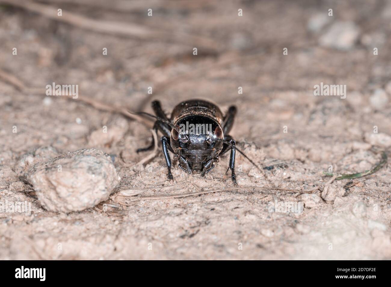 Cricket male insect wings hi-res stock photography and images - Alamy