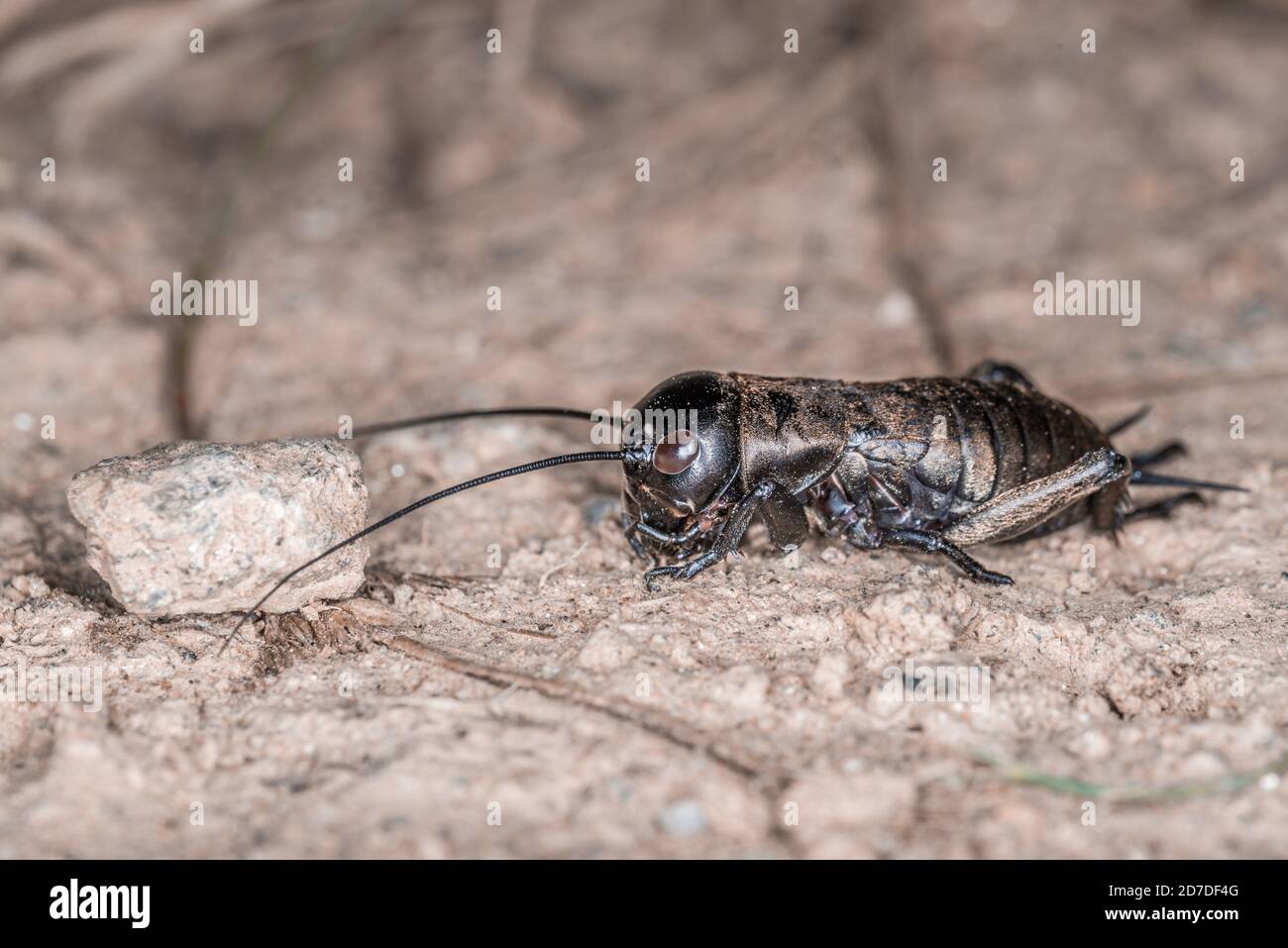 Cricket male insect wings hi-res stock photography and images - Alamy