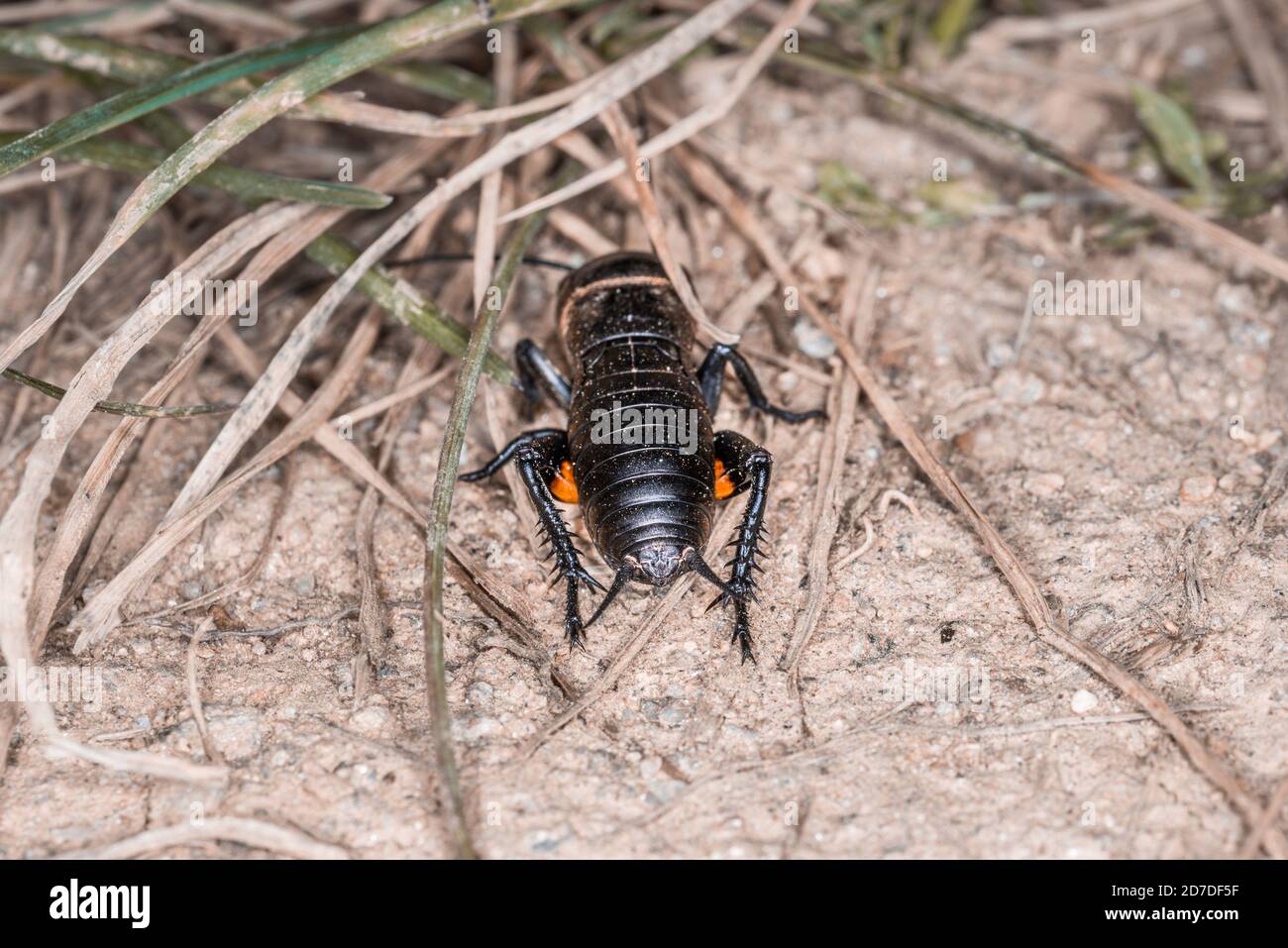 Close-up of a cricket on a field path in the Bavarian Forest, Germany ...
