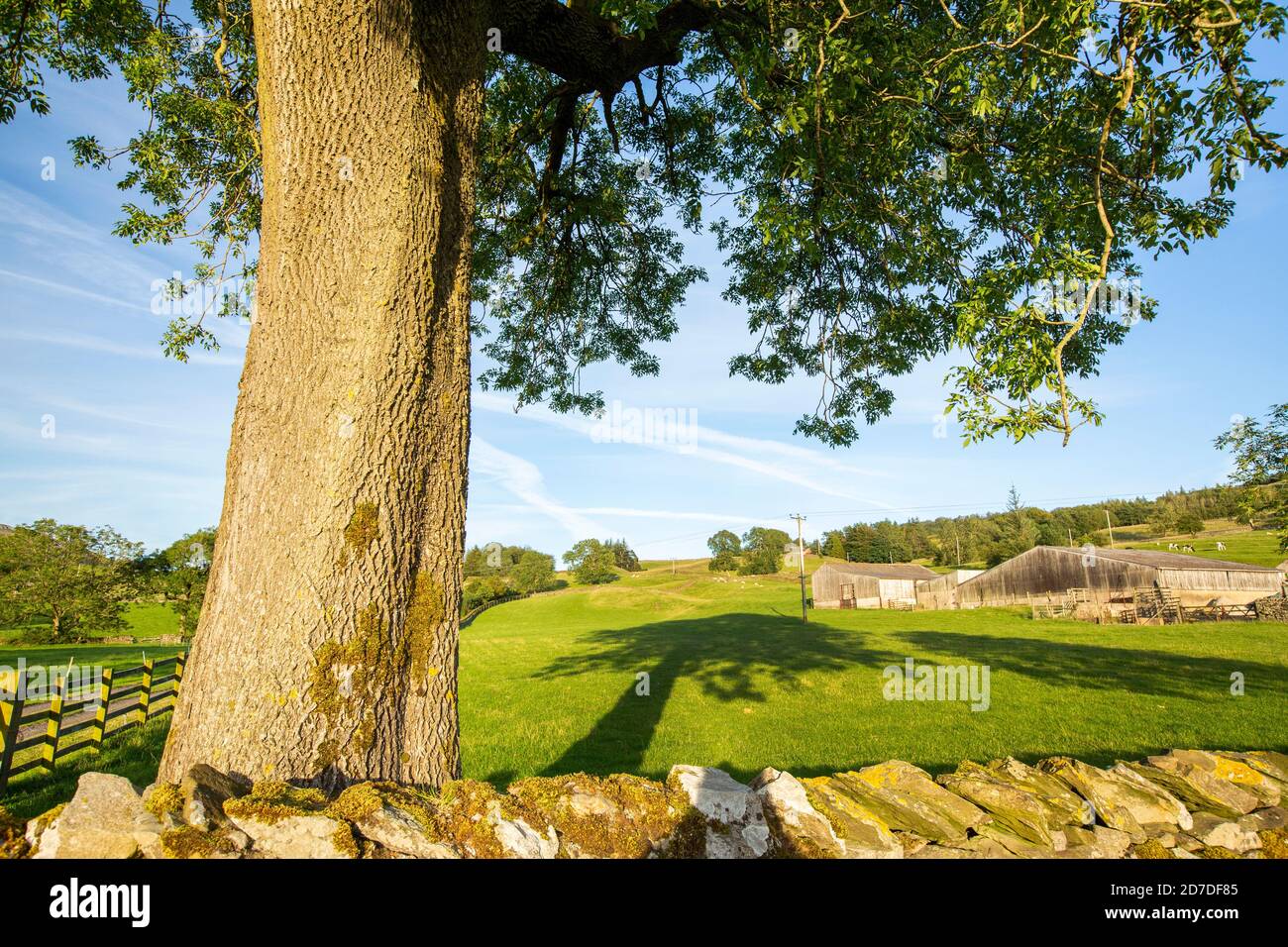 An Ash Tree at sunset on a farm in Austwick, Yorkshire Dales, UK Stock ...