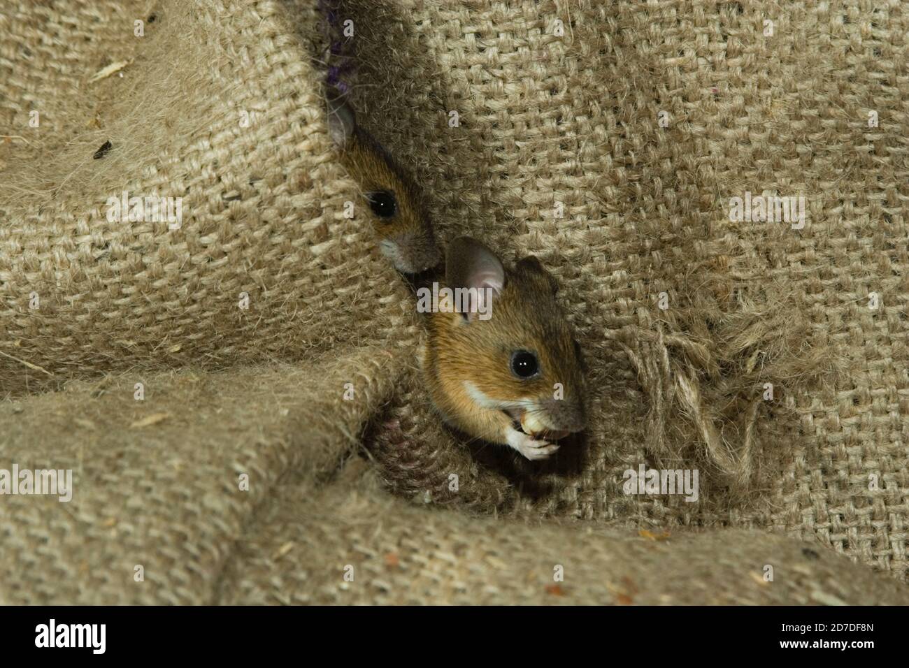 Wood mice hi-res stock photography and images - Alamy