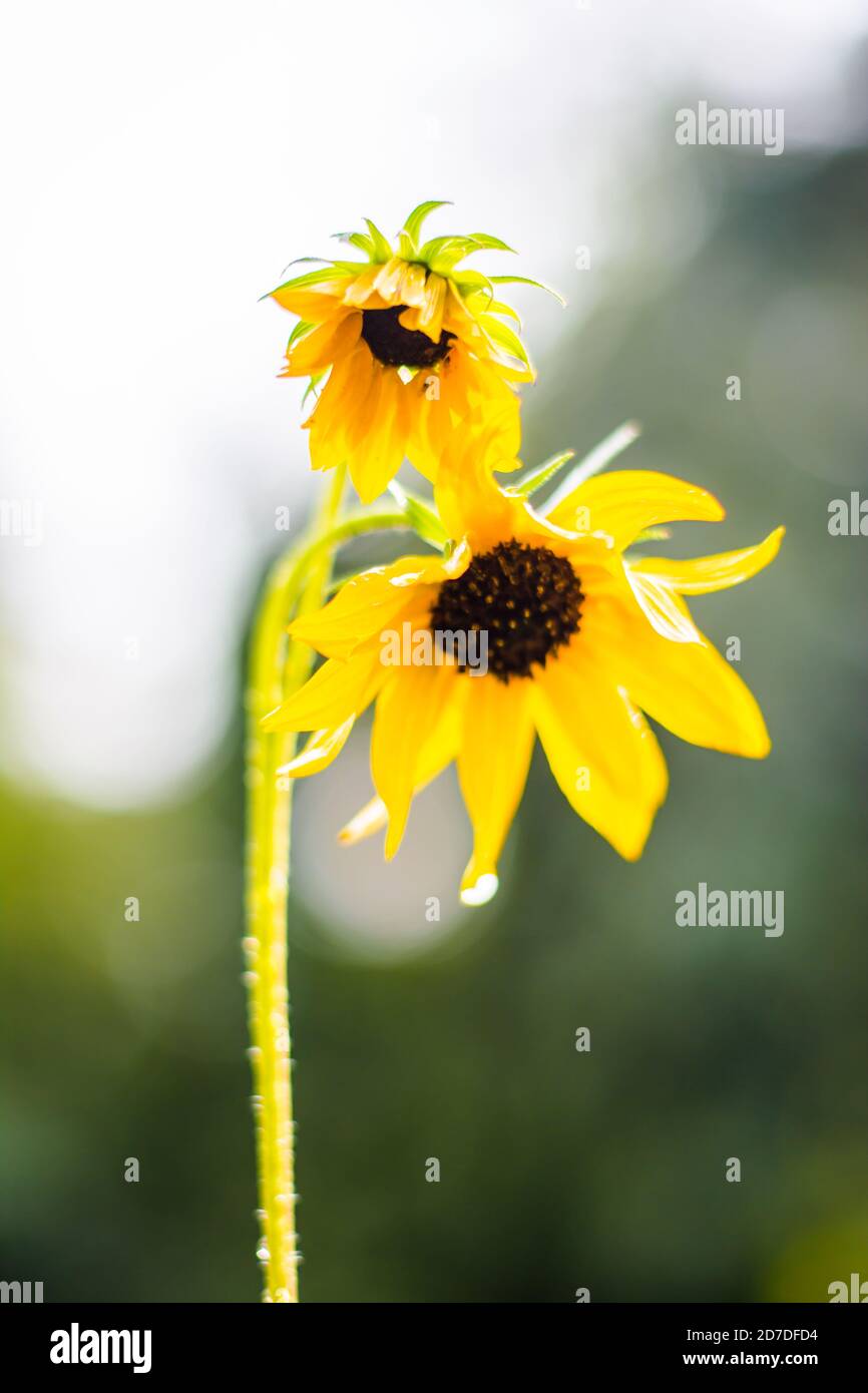 Sunbeam sunflower hi-res stock photography and images - Alamy