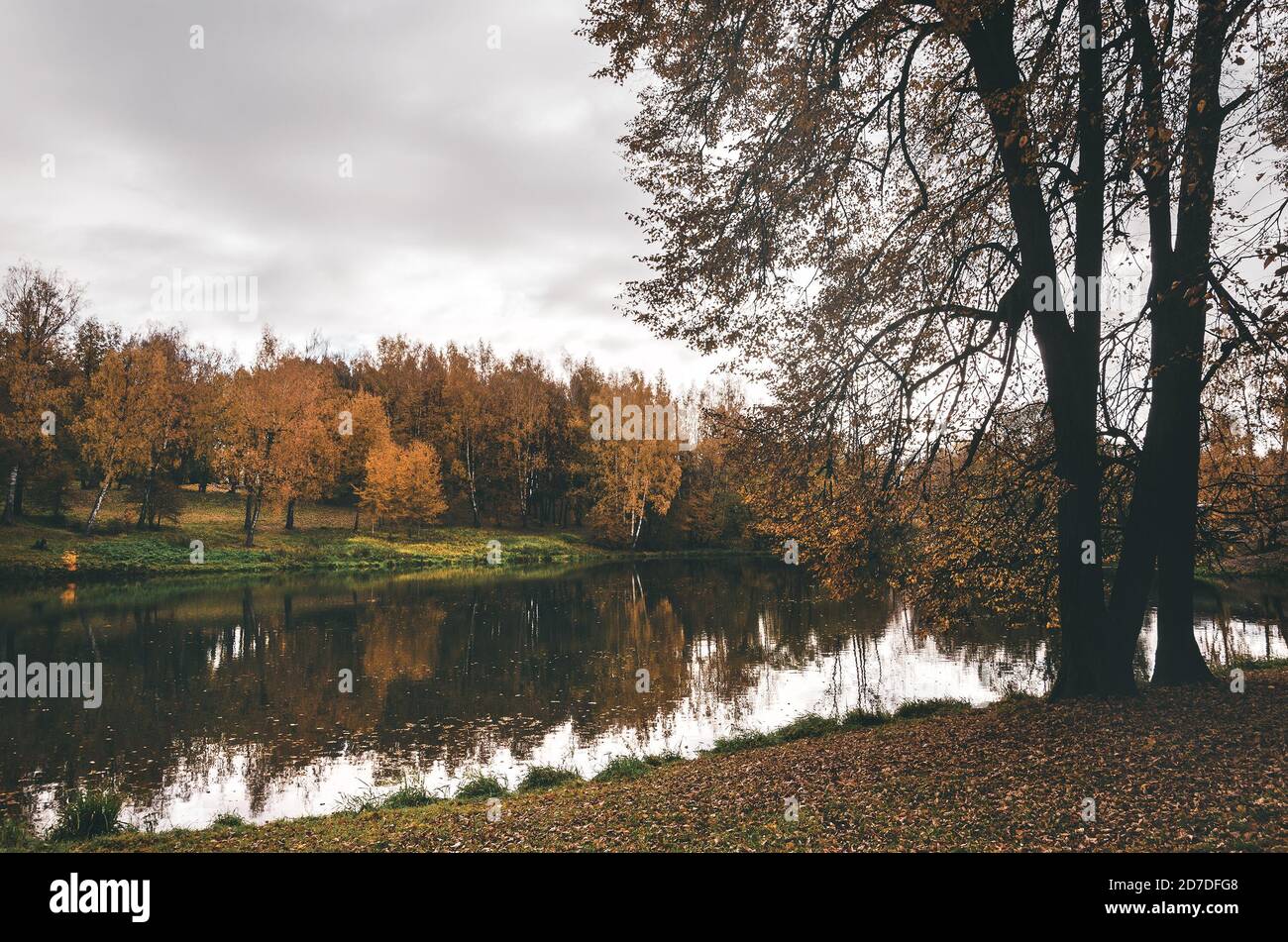 Beautiful scene with forest lake and reflection on water surface Stock ...