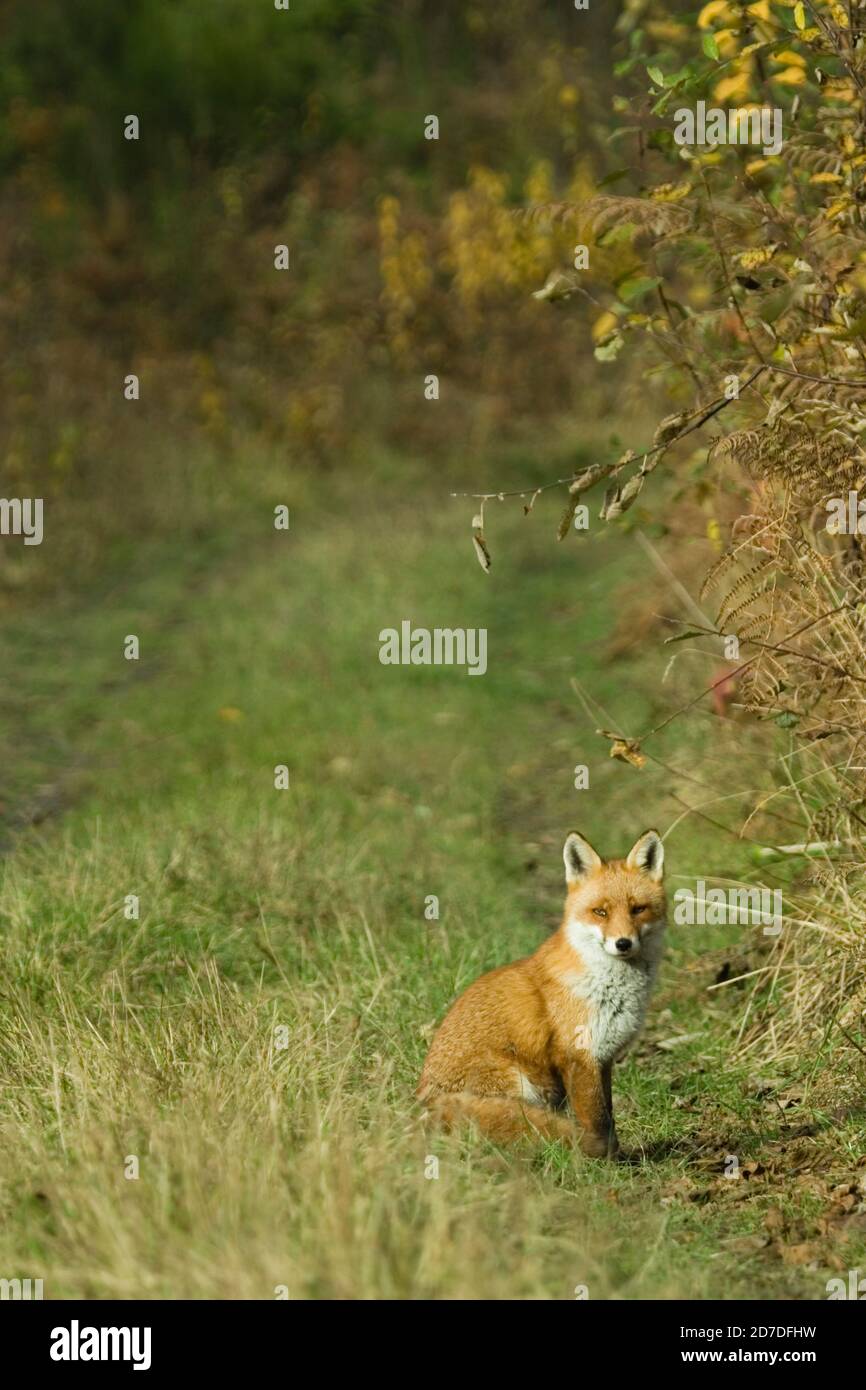 Adult red fox in forest hi-res stock photography and images - Alamy