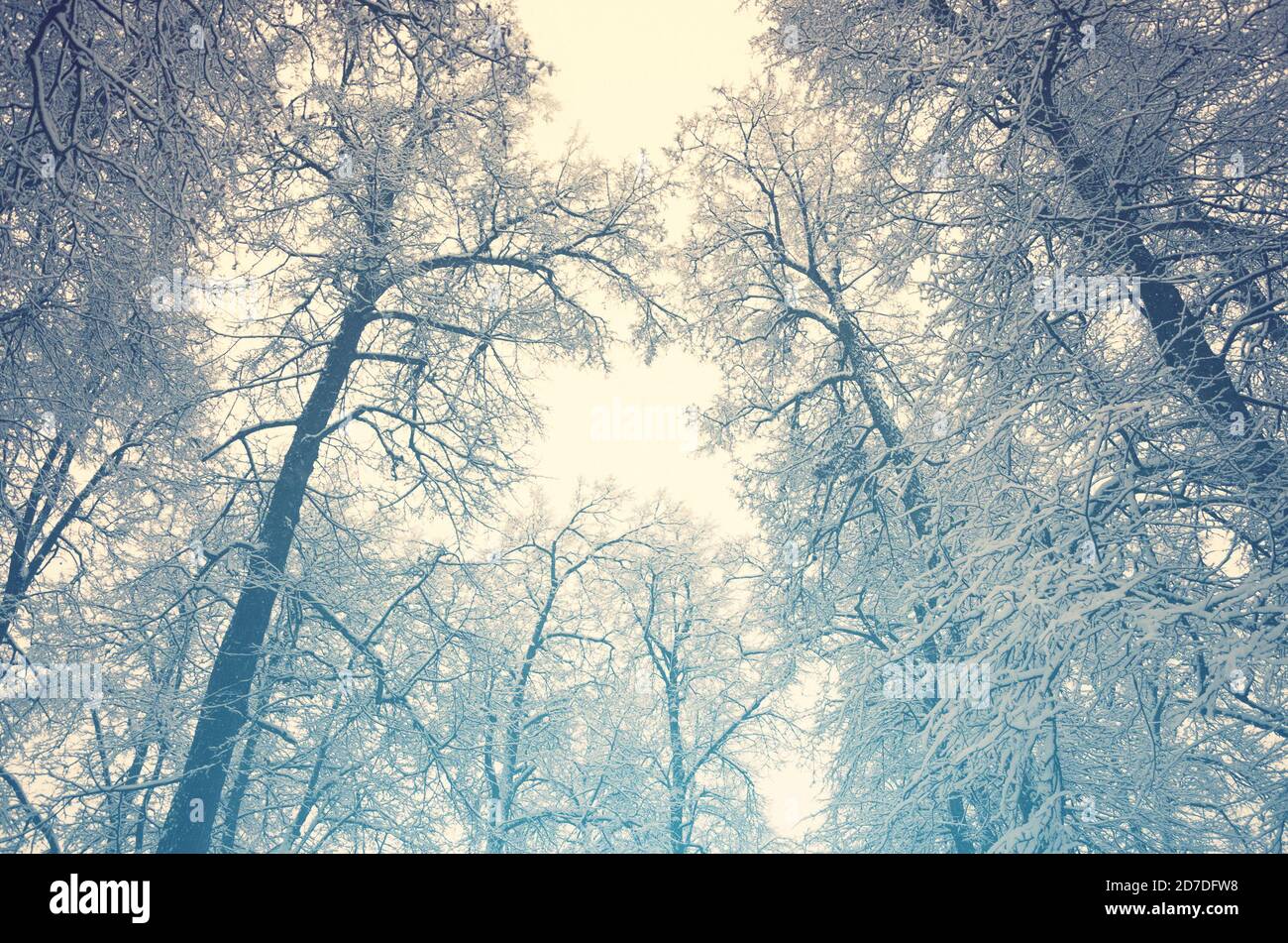 Bottom view of snow covered trees Stock Photo - Alamy