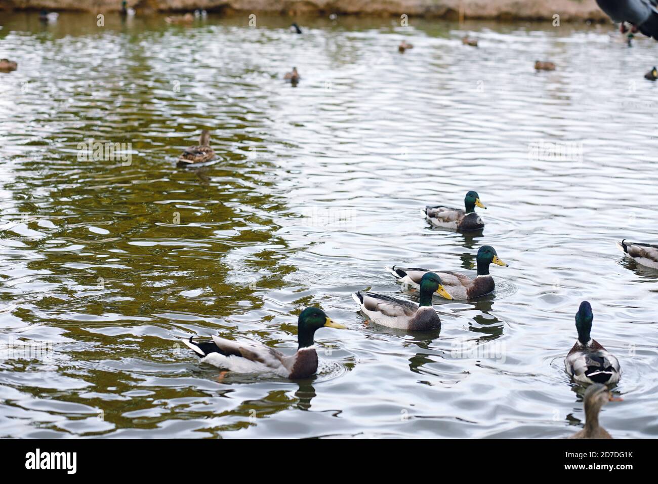 Birds on the pond. A flock of ducks and pigeons by the water. Migratory ...