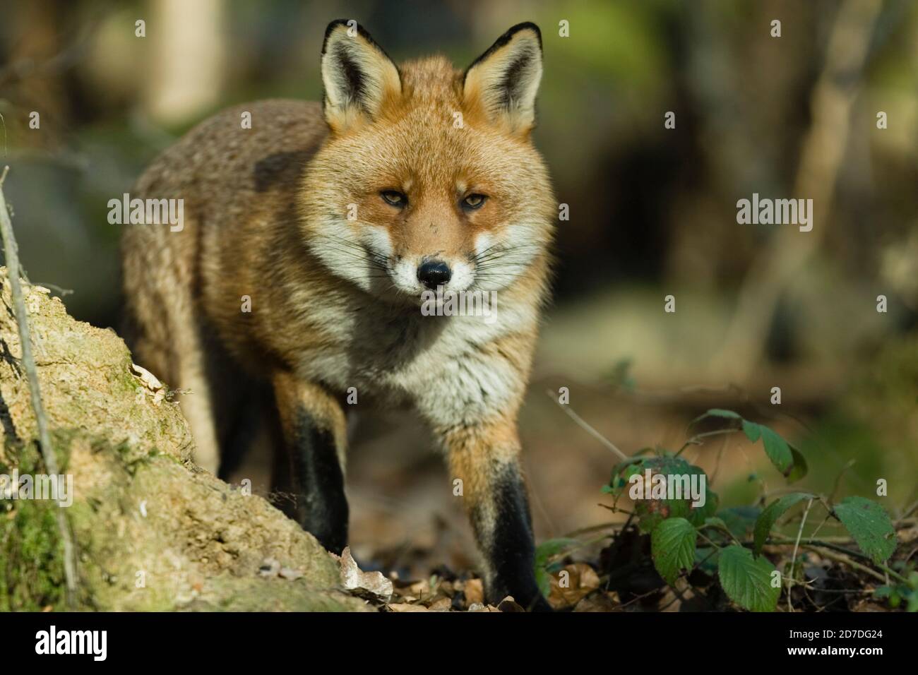 Male fox hi-res stock photography and images - Alamy