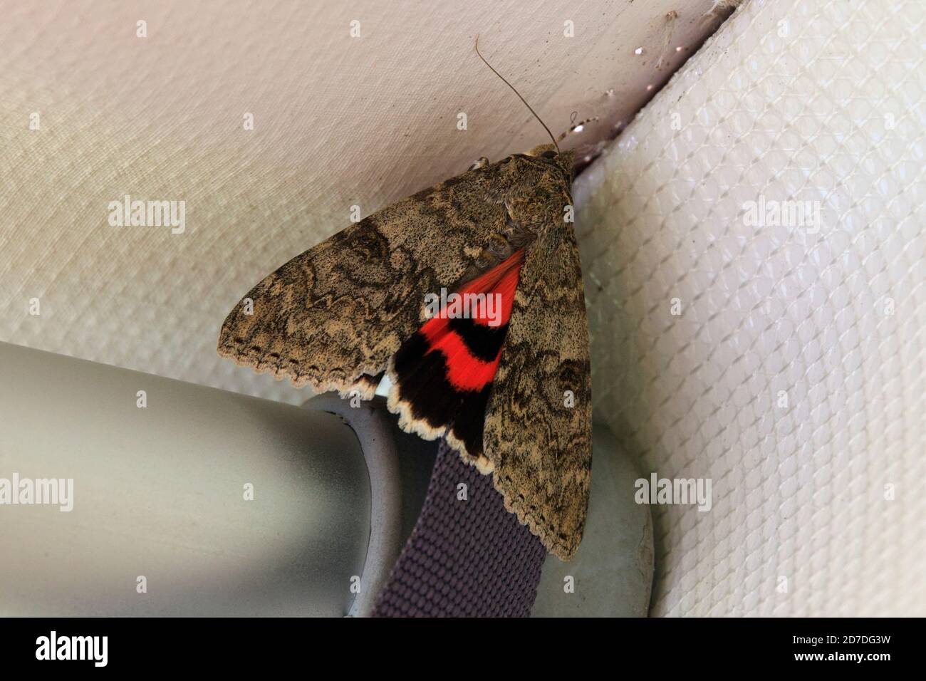 Red Underwing Moths High Resolution Stock Photography and Images - Alamy