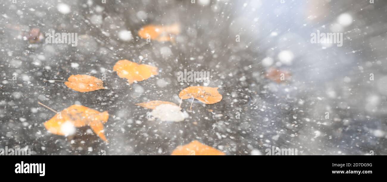 Background autumn park in the days of the first snow Stock Photo - Alamy