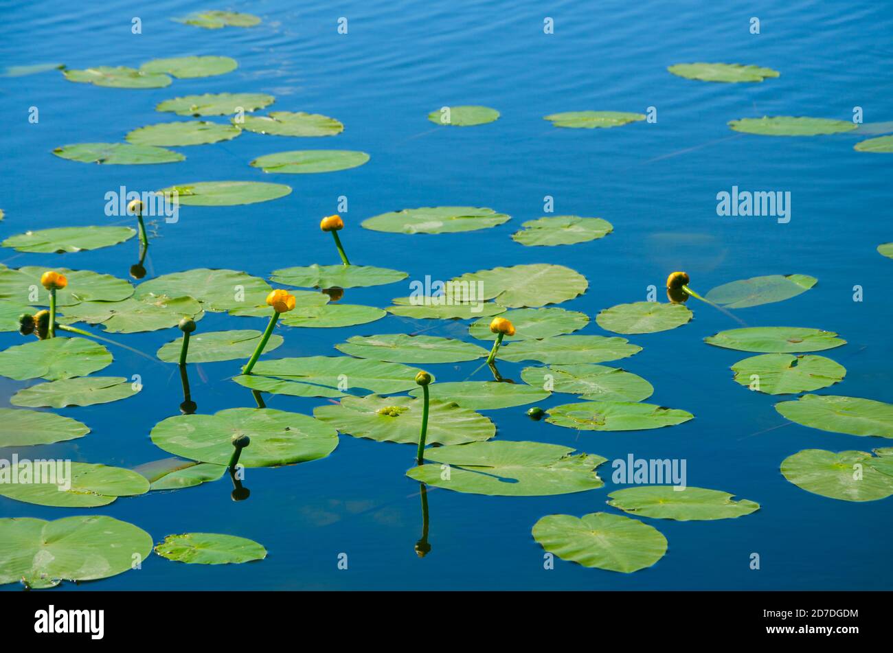 Spatterdock flowers hi-res stock photography and images - Alamy