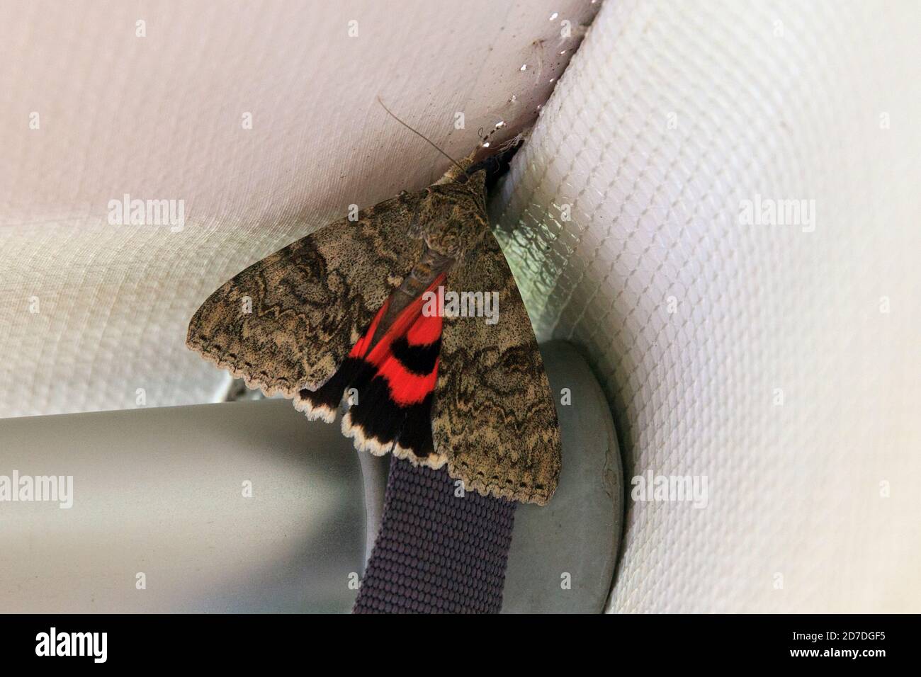 Red underwing moths hi-res stock photography and images - Alamy