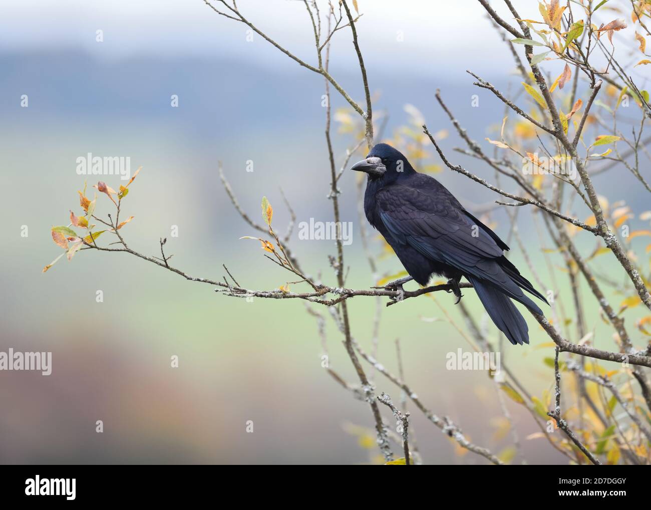 A Rook (Corvus frugilegus) sitting on the branch of a tree in Scotland ...