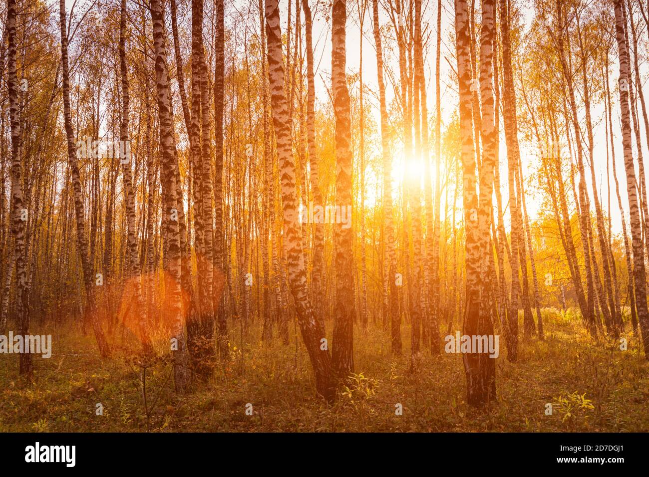 Sunset in an autumn birch grove with yellow leaves and sunrays cutting ...