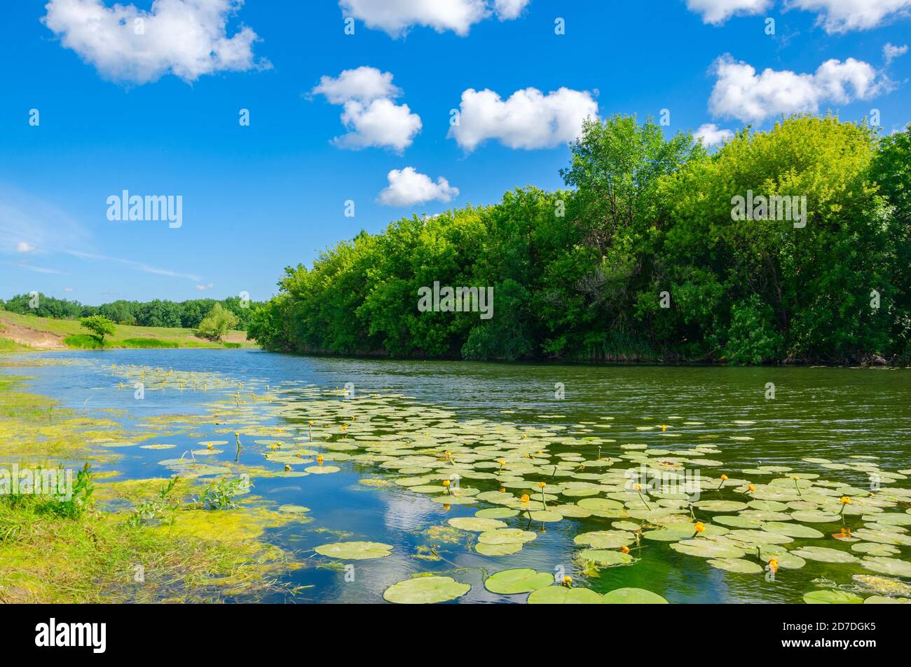 Water lily landscape hi-res stock photography and images - Alamy