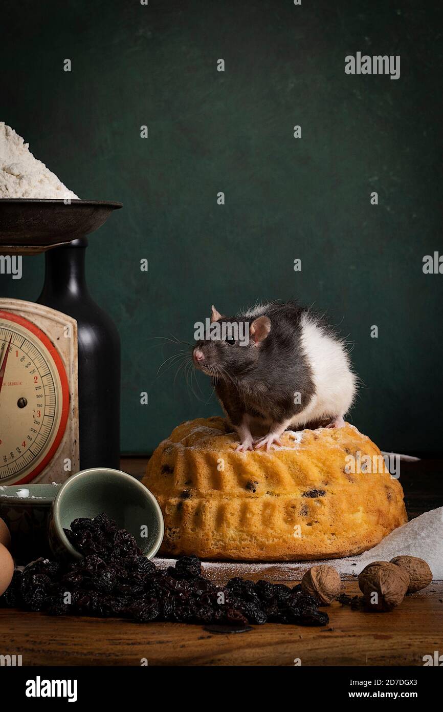 A Cute white and brown rat sitting in a stil life scene themed baking ...