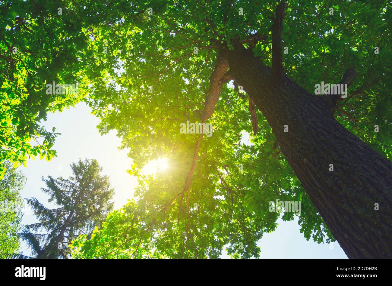 Oak treetop hi-res stock photography and images - Alamy