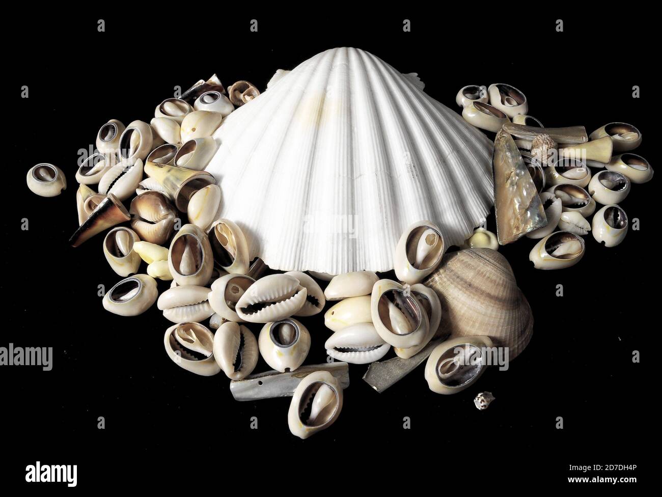 Tusk shell hi-res stock photography and images - Alamy