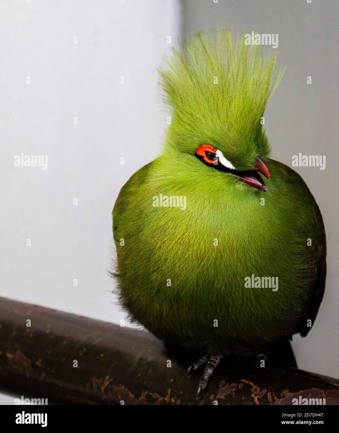 Claws Bird Close Up High Resolution Stock Photography and Images - Alamy