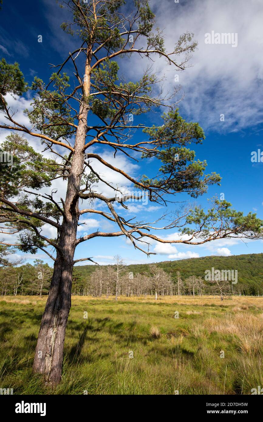Rusland Moss in the Rusland Valley, a low lying bog nature reserve in ...
