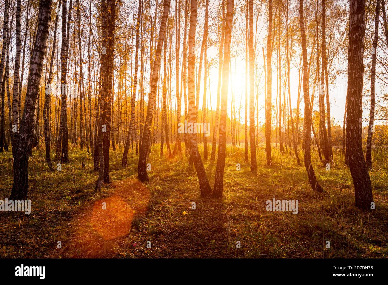 Sunset in an autumn birch grove with yellow leaves and sunrays cutting ...