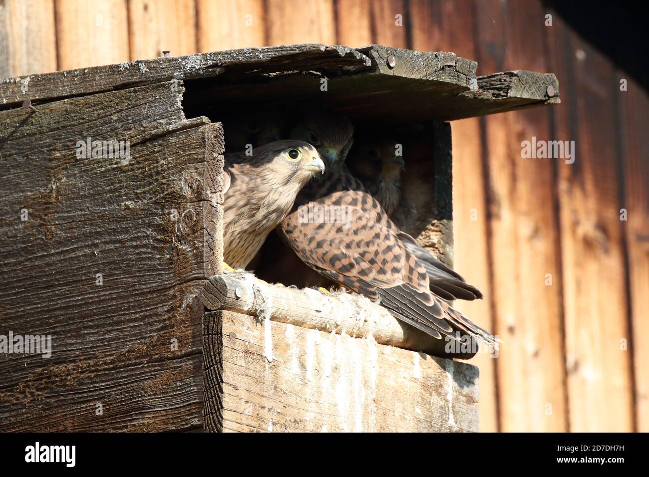 common kestrel (Falco tinnunculus) young birds at the nest box Germany ...