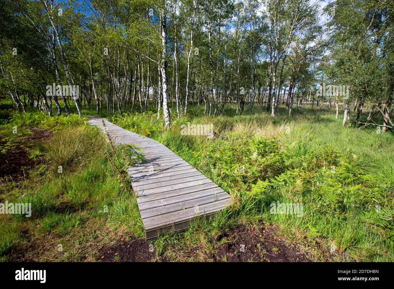 Rusland Moss in the Rusland Valley, a low lying bog nature reserve in ...