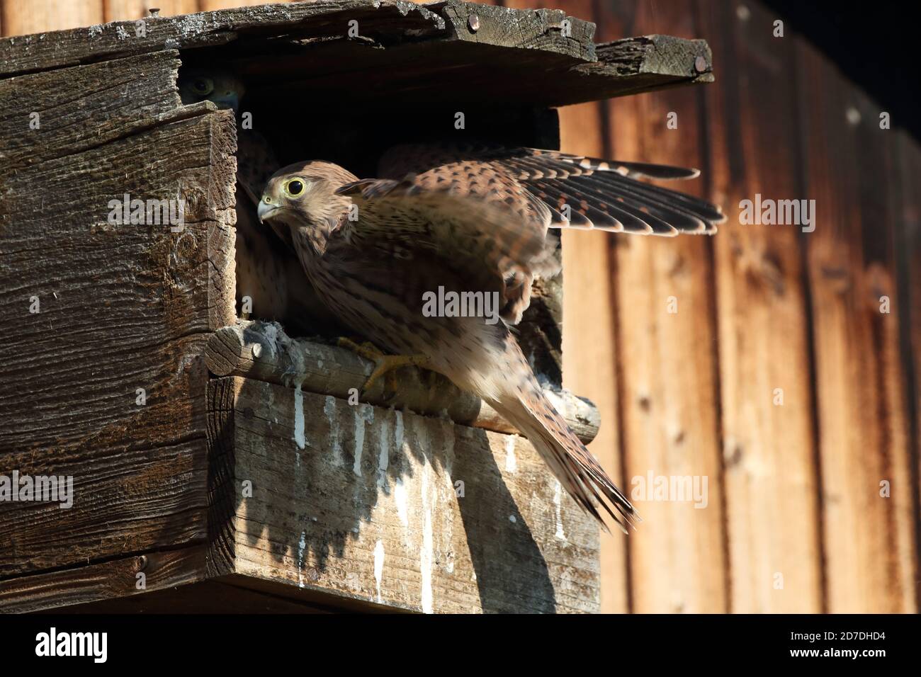 common kestrel (Falco tinnunculus) young birds at the nest box Germany Stock Photo - Alamy