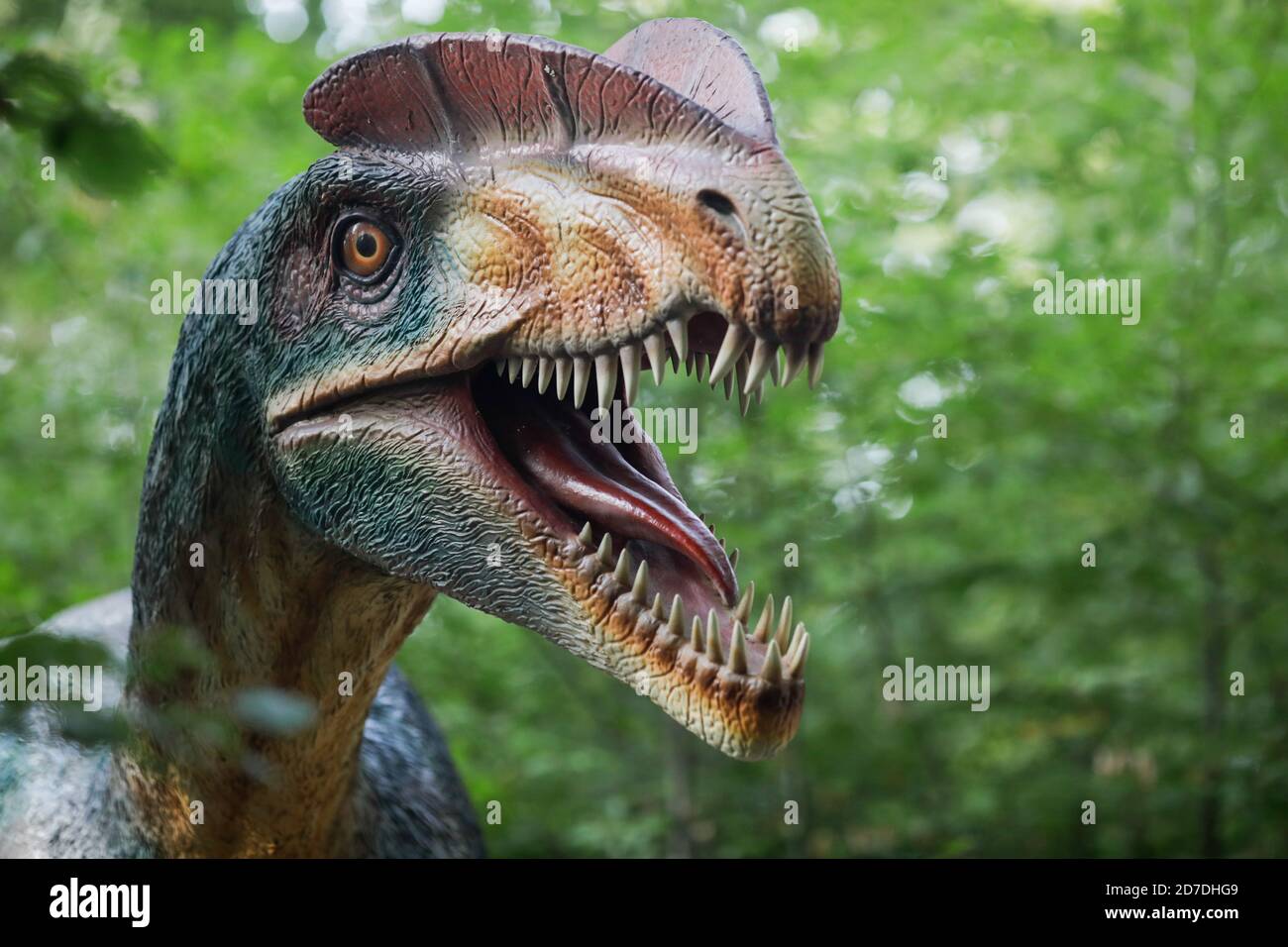 Rasnov, Romania - October 3, 2020: Details with a Dilophosaurus ...