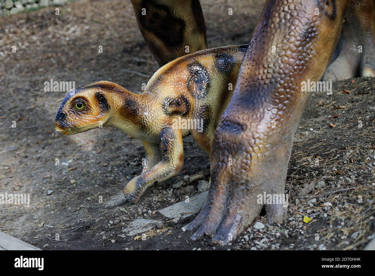 Rasnov, Romania - October 3, 2020: Details with a baby dinosaur model ...