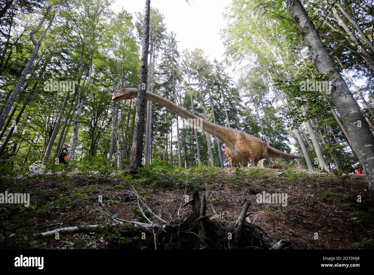 Rasnov, Romania - October 3, 2020: Details with a Seismosaurus dinosaur ...
