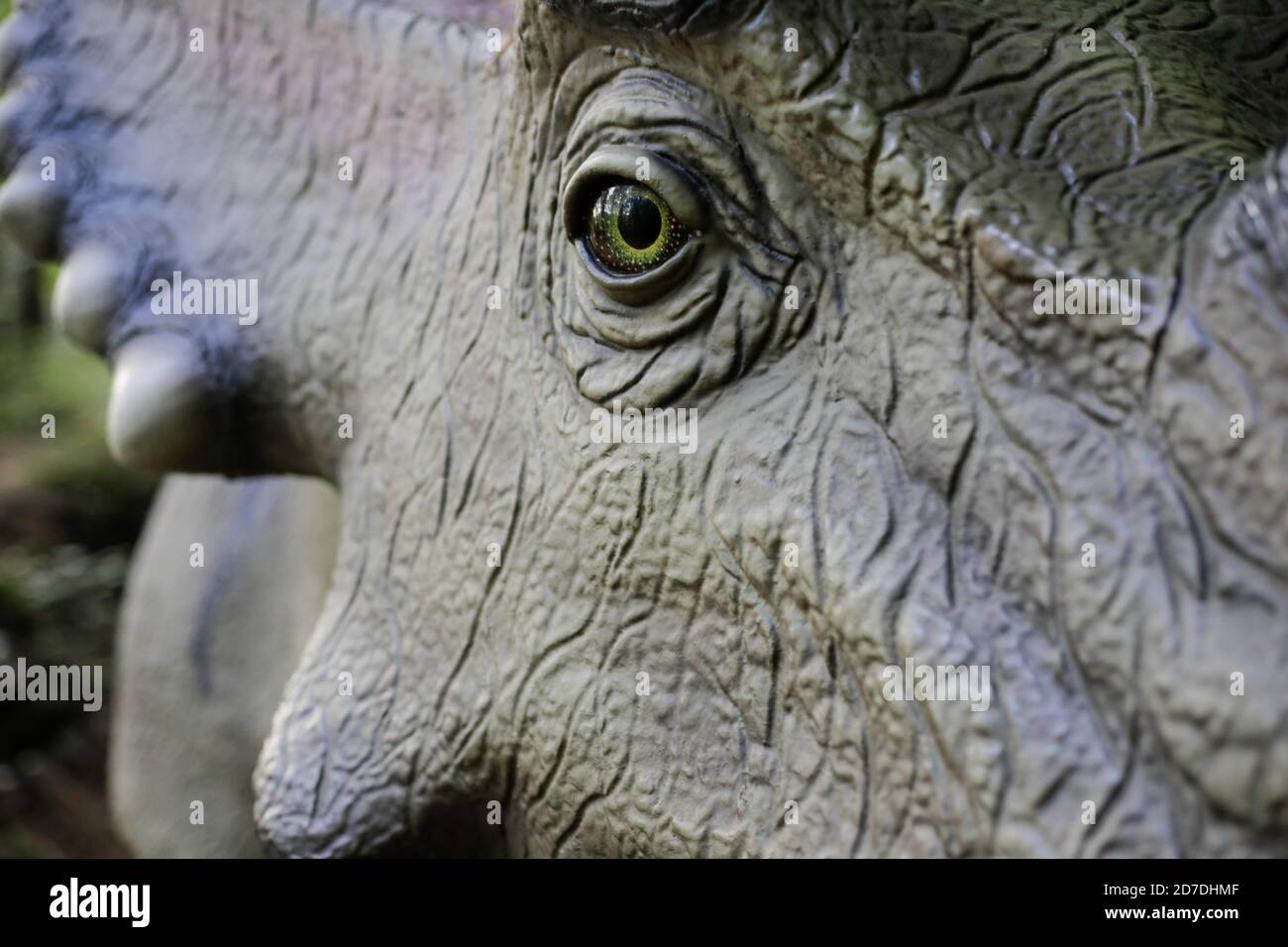 Rasnov, Romania - October 3, 2020: Details with a Styracosaurus ...