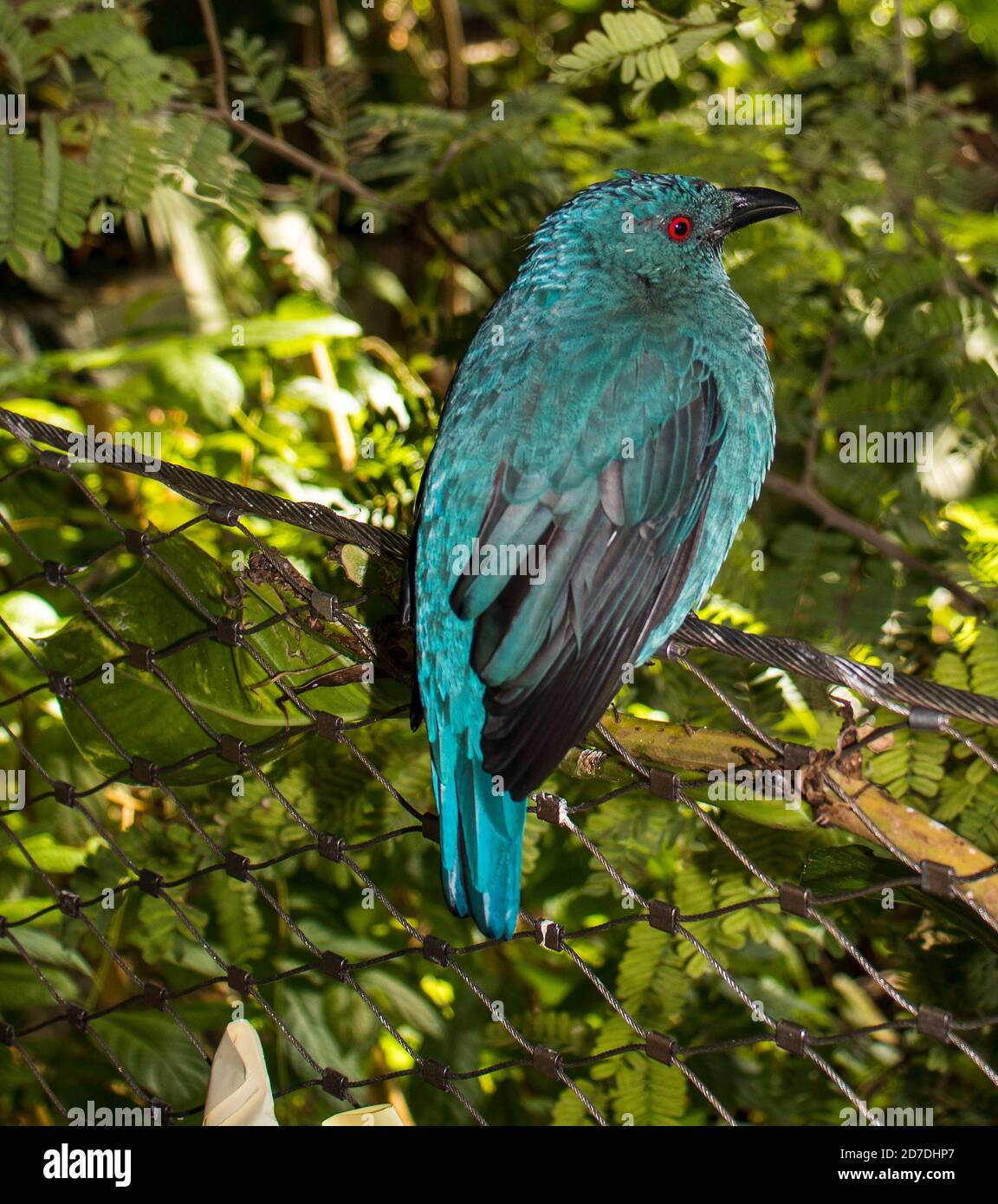 Claws Bird Close Up High Resolution Stock Photography and Images - Alamy