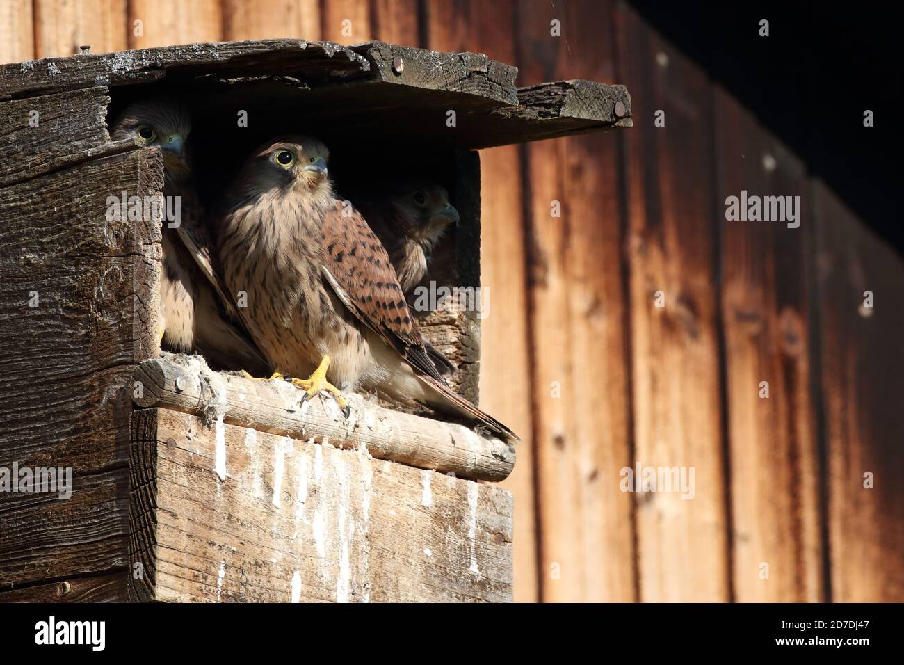 common kestrel (Falco tinnunculus) young birds at the nest box Germany Stock Photo - Alamy