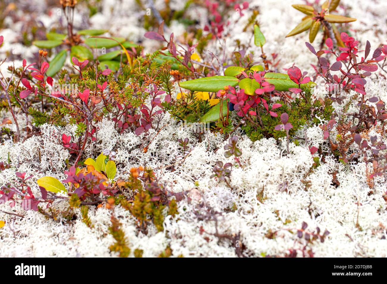 Arctic tundra lichens moss hi-res stock photography and images - Alamy