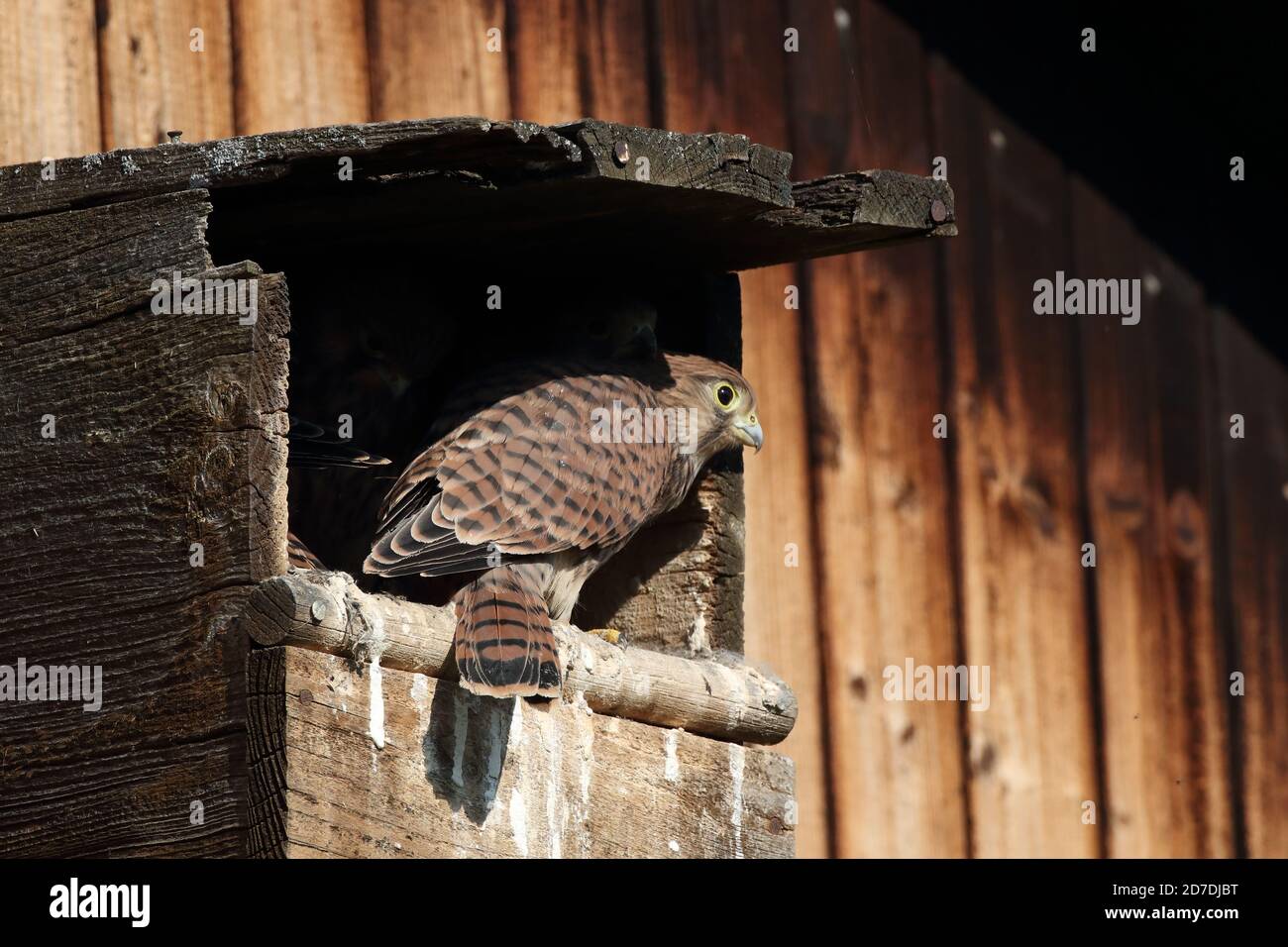 common kestrel (Falco tinnunculus) young birds at the nest box Germany ...