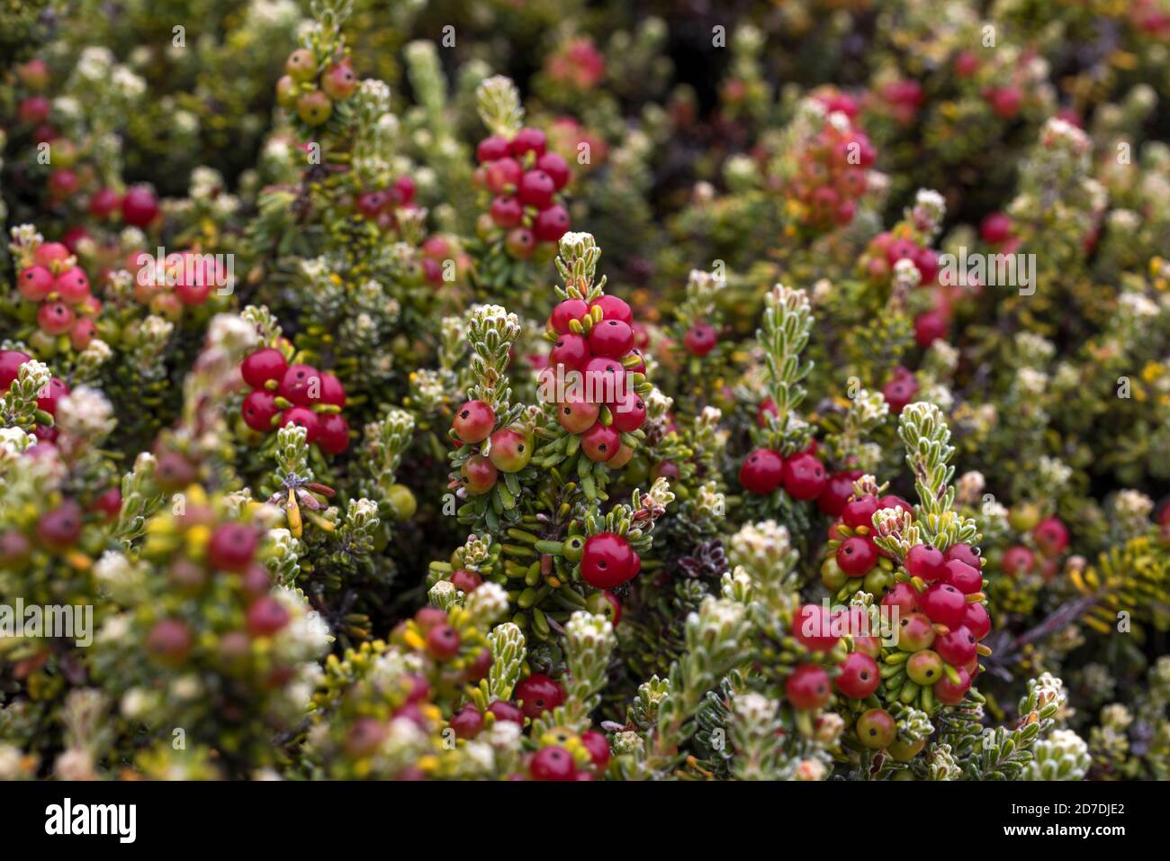 Diddle Dee; Empetrum rubrum; Berries; Falklands Stock Photo - Alamy