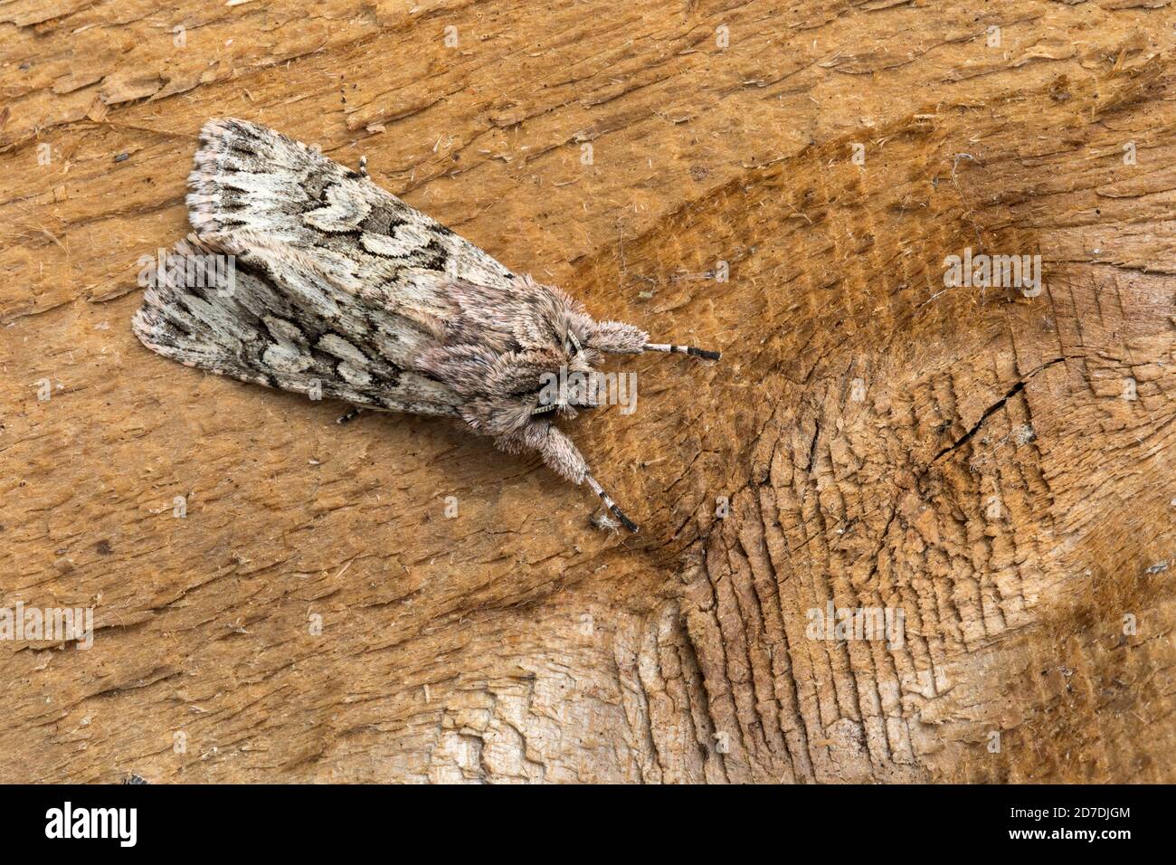 Early Grey Moth; Xylocampa areola; on Wood; Cornwall; UK Stock Photo ...