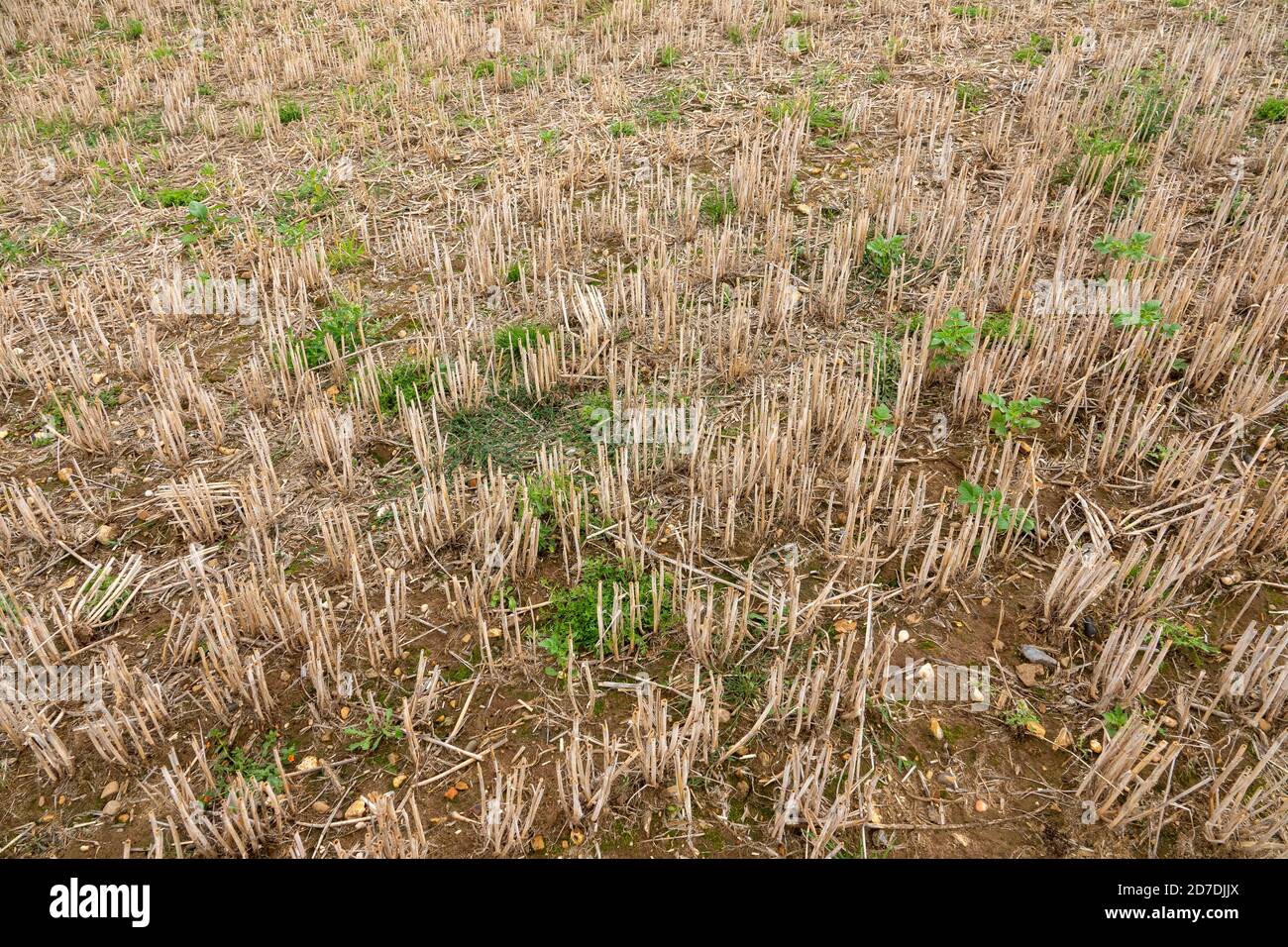 Area of crop stubble in drought conditions Stock Photo - Alamy