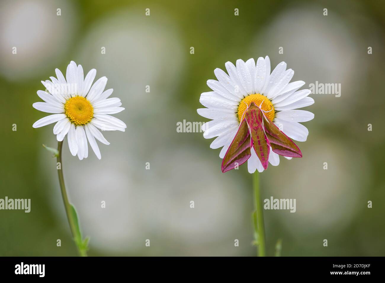 Pink elephant hawk moth hi-res stock photography and images - Alamy