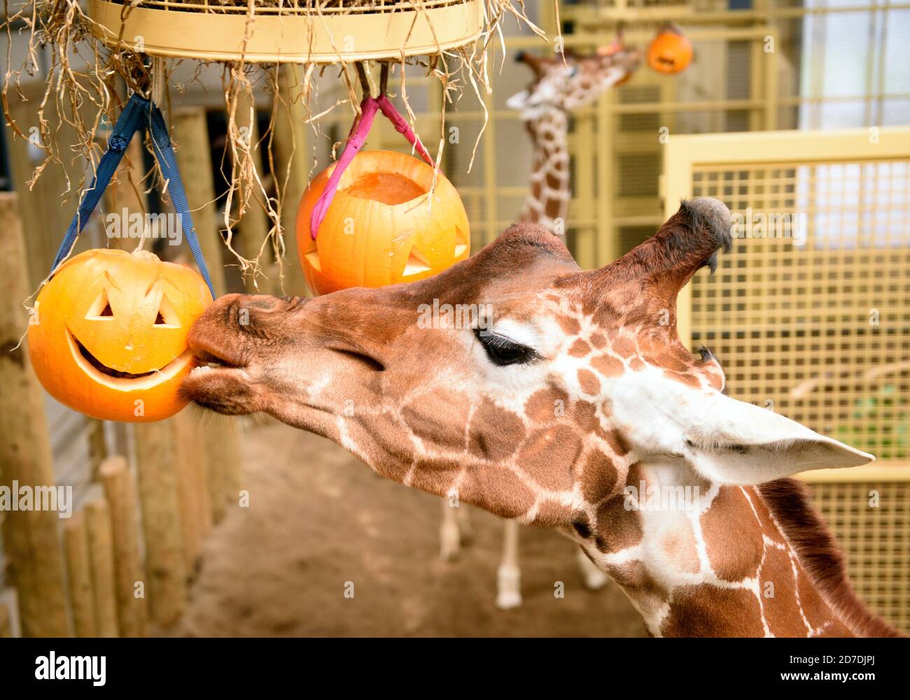 Carved giraffes hi-res stock photography and images - Alamy