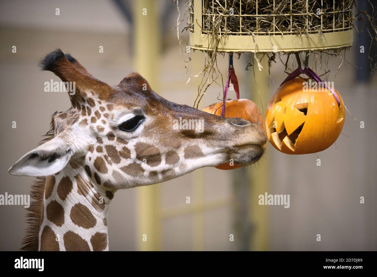 Giraffe Pumpkin Carving