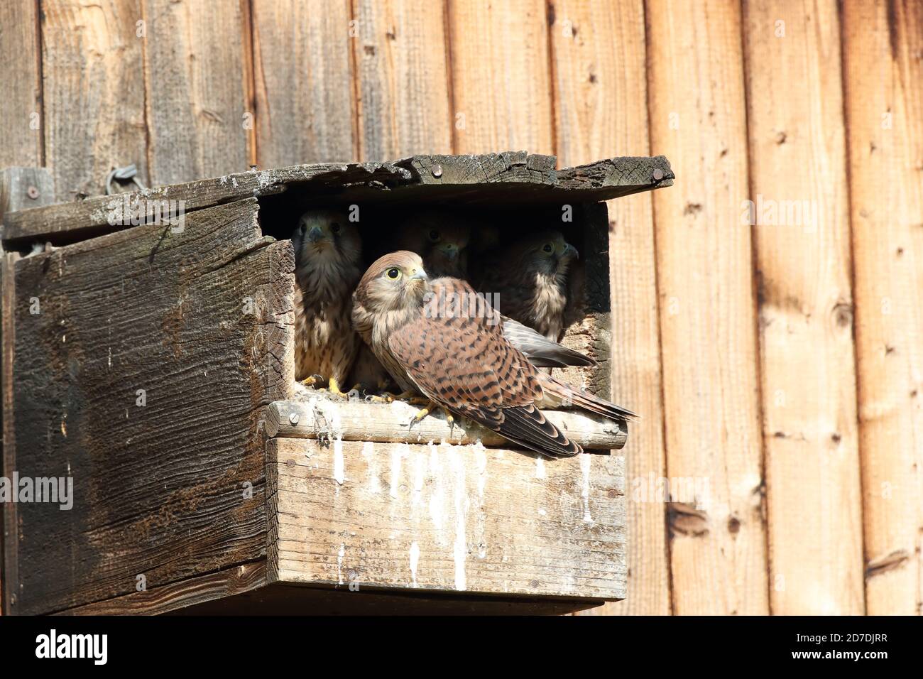 common kestrel (Falco tinnunculus) young birds at the nest box Germany Stock Photo - Alamy
