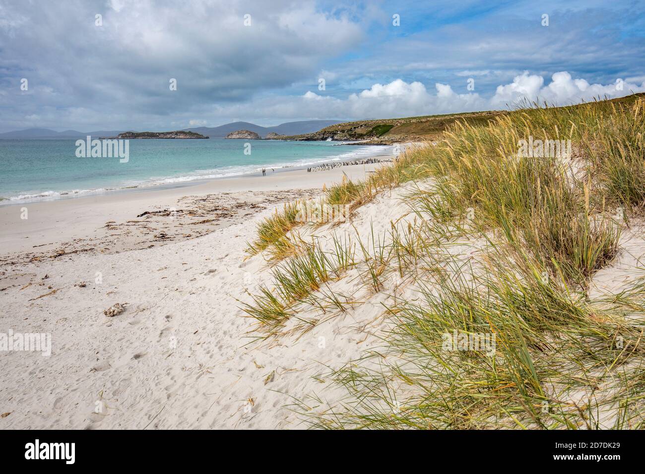 Leopard Beach; Carcass Island; Falklands Stock Photo - Alamy