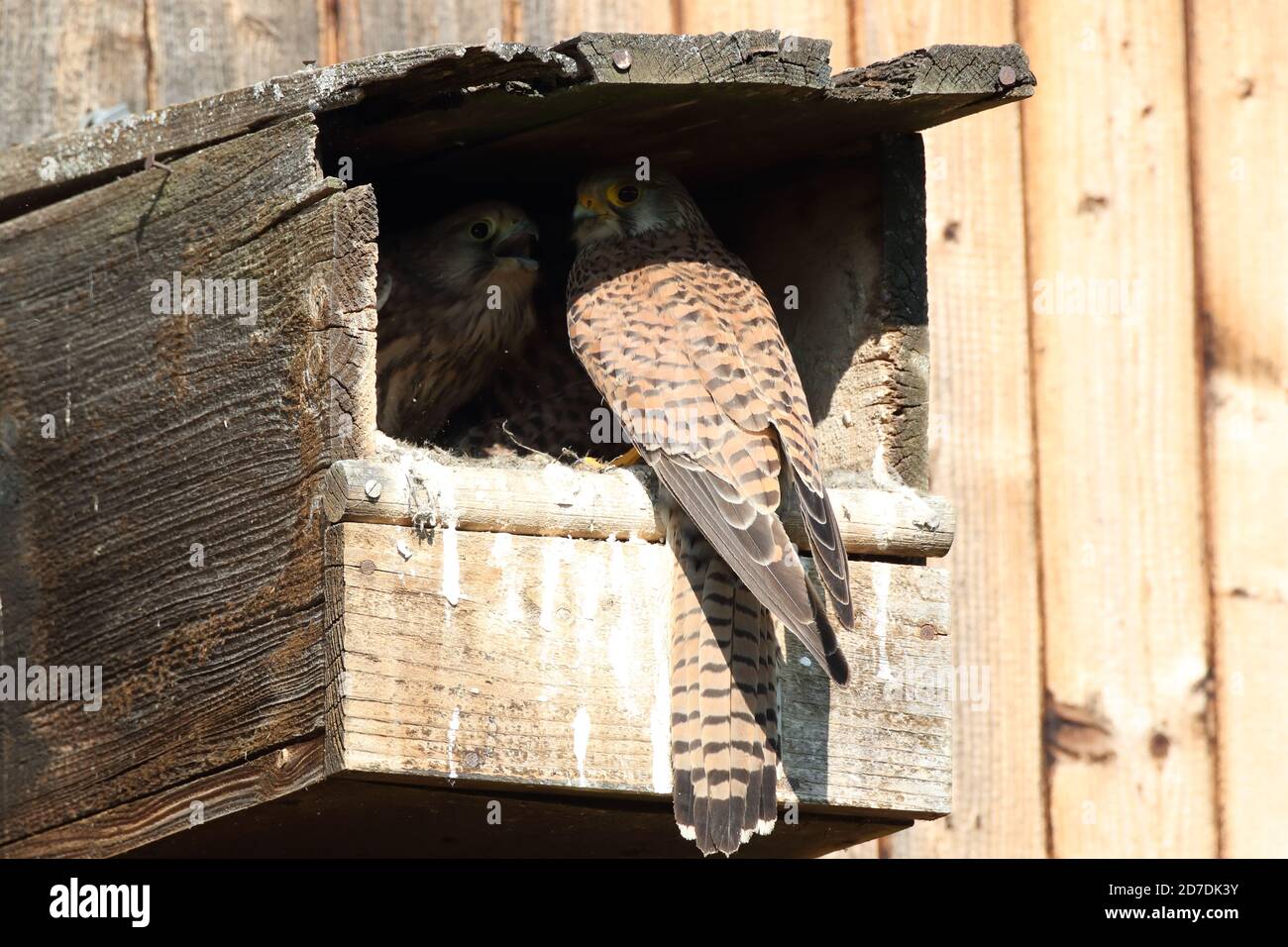 common kestrel (Falco tinnunculus) young birds at the nest box Germany Stock Photo - Alamy