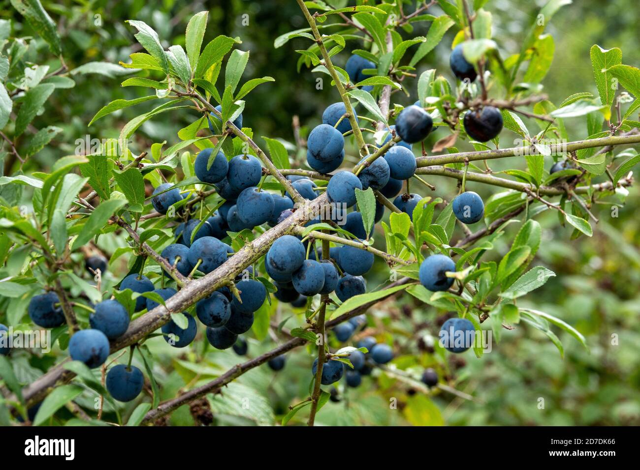 Sloe syrup hi-res stock photography and images - Alamy