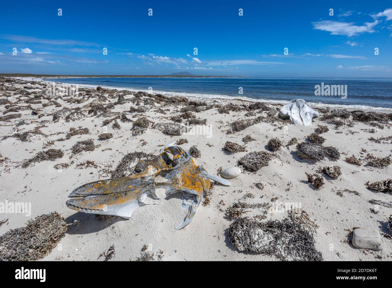 Pebble Island; Whale Bones on the Beach; Falklands Stock Photo - Alamy