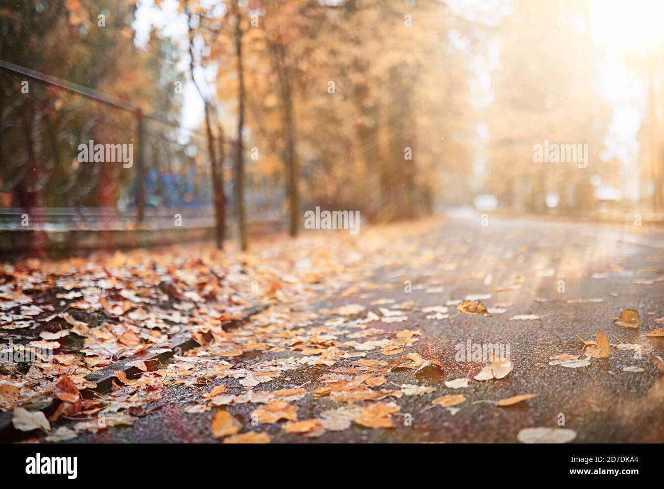 Autumn rain in the park during the day Stock Photo - Alamy