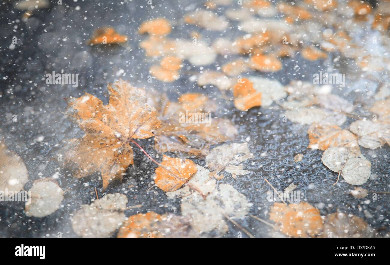 Autumn park in the days of the first snow Stock Photo - Alamy